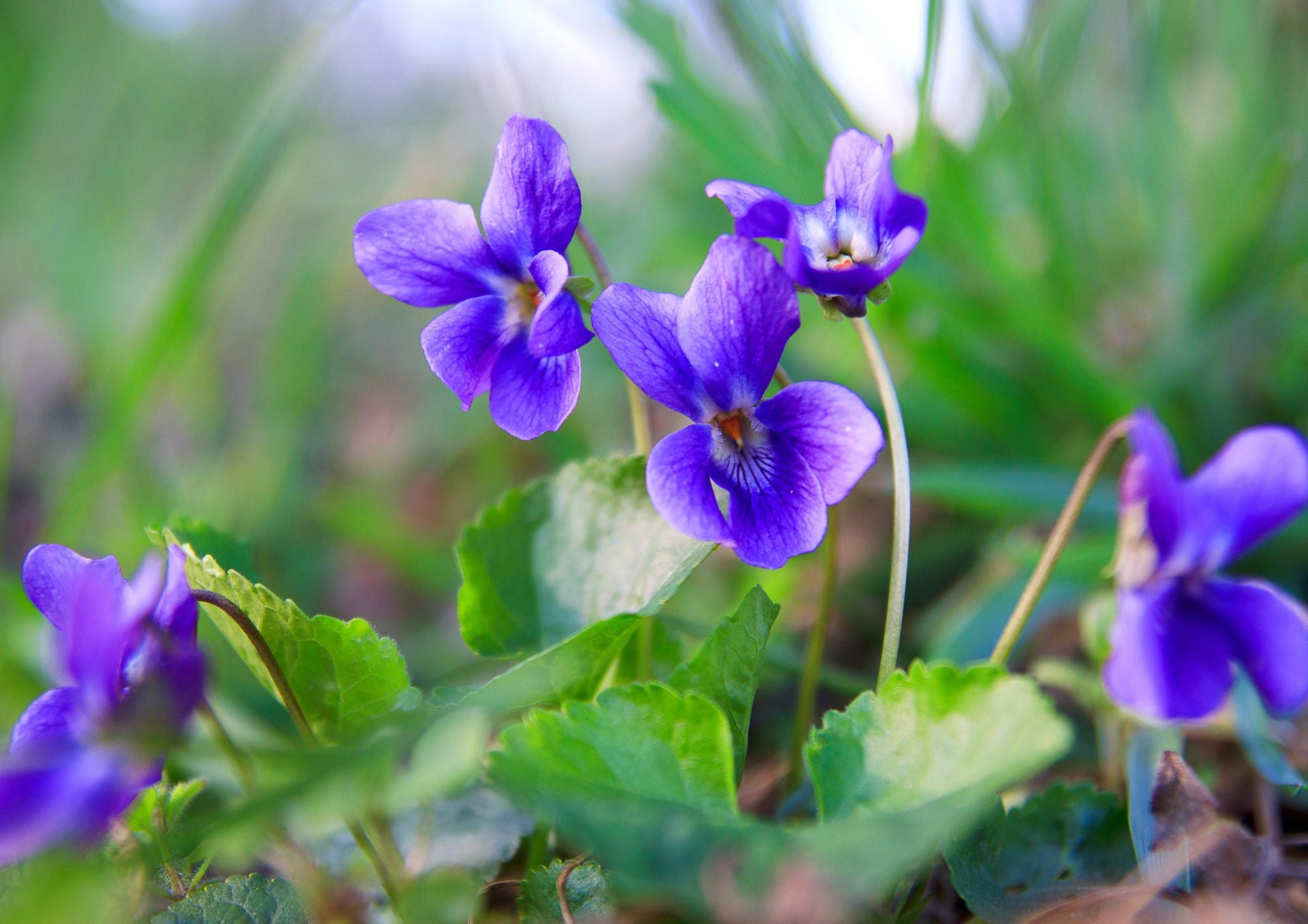 Autumnal Mood: fragrances with violet notes