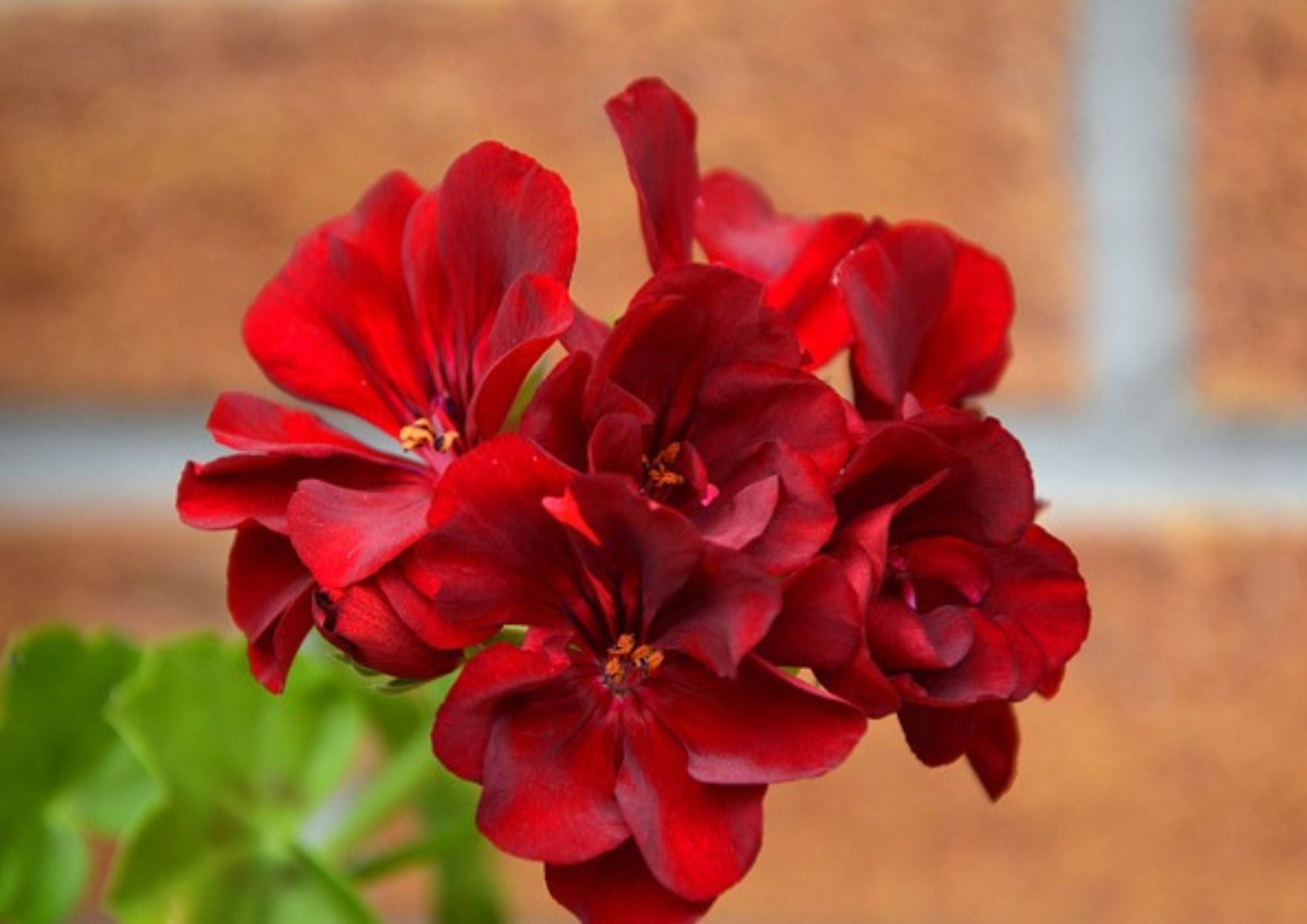 Autumn 2023 special: geranium perfumes