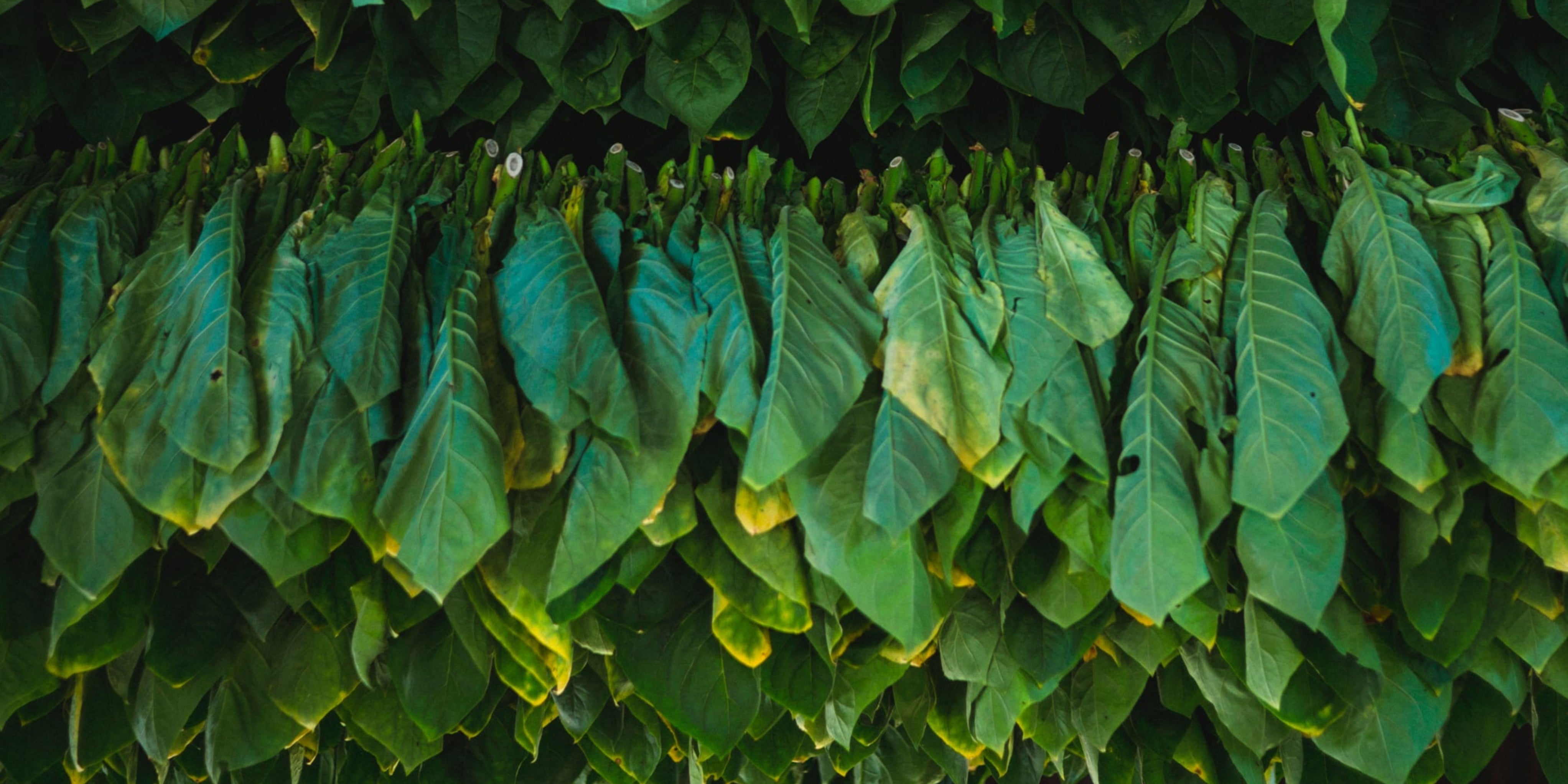 Winter perfume trend 2023 | Aquaflor Magazine